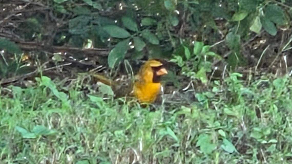 Rare yellow cardinal seen in Coral Springs woman’s backyard | Coral ...